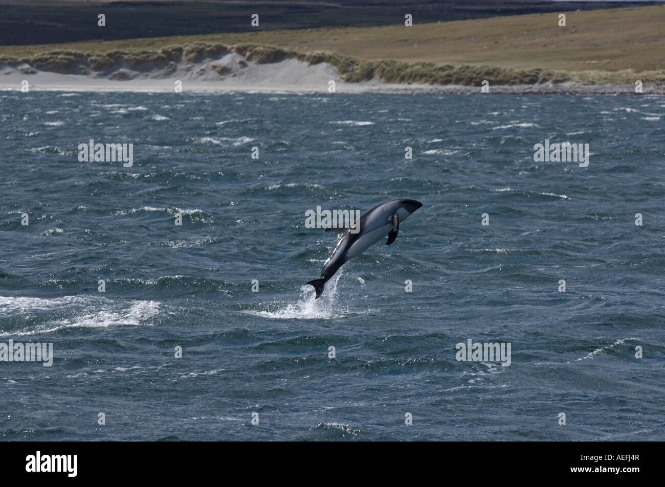 Commerson s dolphin Cephalorhynchus commersonii swimming off the town ...