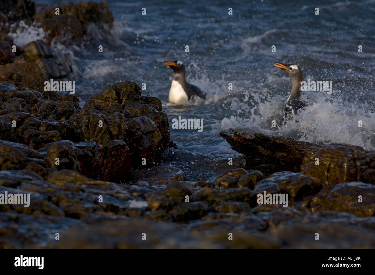 gentoo penguins Pygoscelis papua jumping out of the water Beaver Island ...