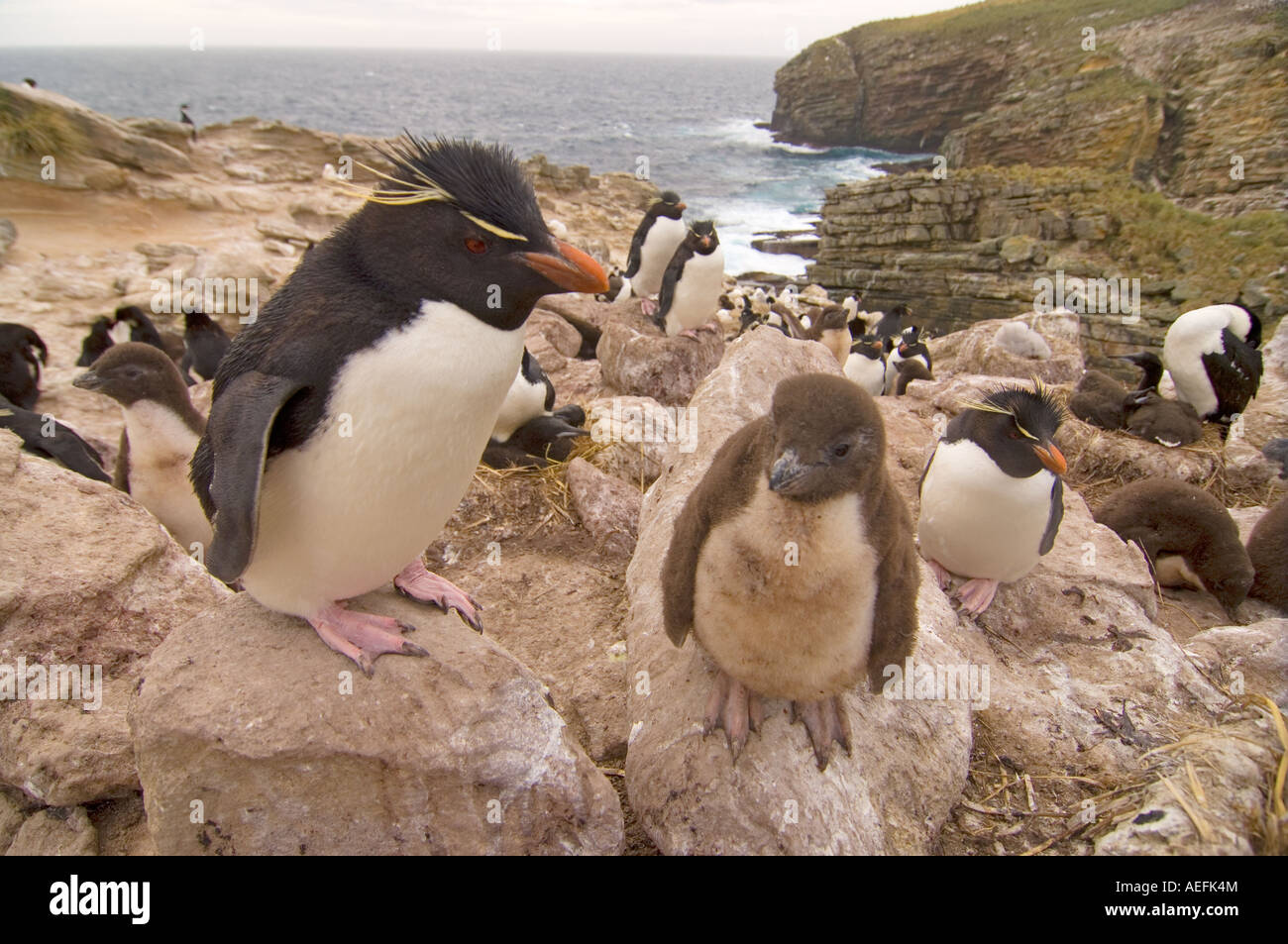 Macaroni Penguin Kansas City Zoo Names Their New Macaroni Penguin