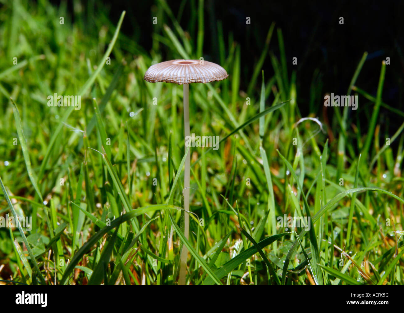 Toadstools from my garden 2 Stock Photo - Alamy