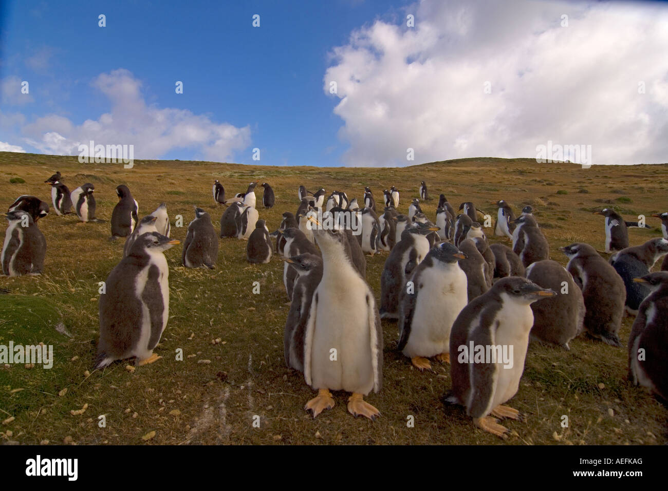 gentoo penguin Pygoscelis papua rookery on Beaver Island Falkland ...