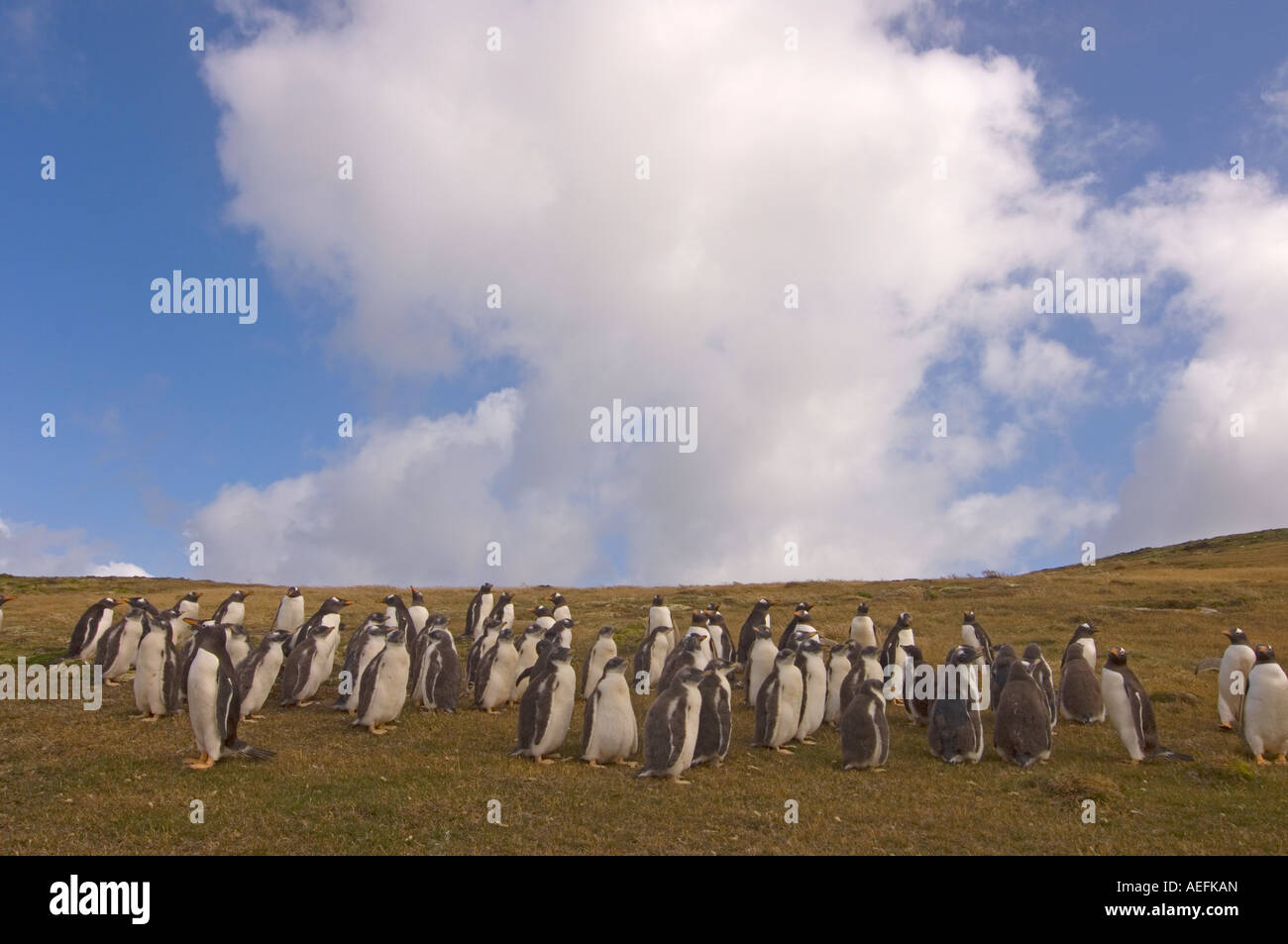 gentoo penguin Pygoscelis papua rookery on Beaver Island Falkland ...