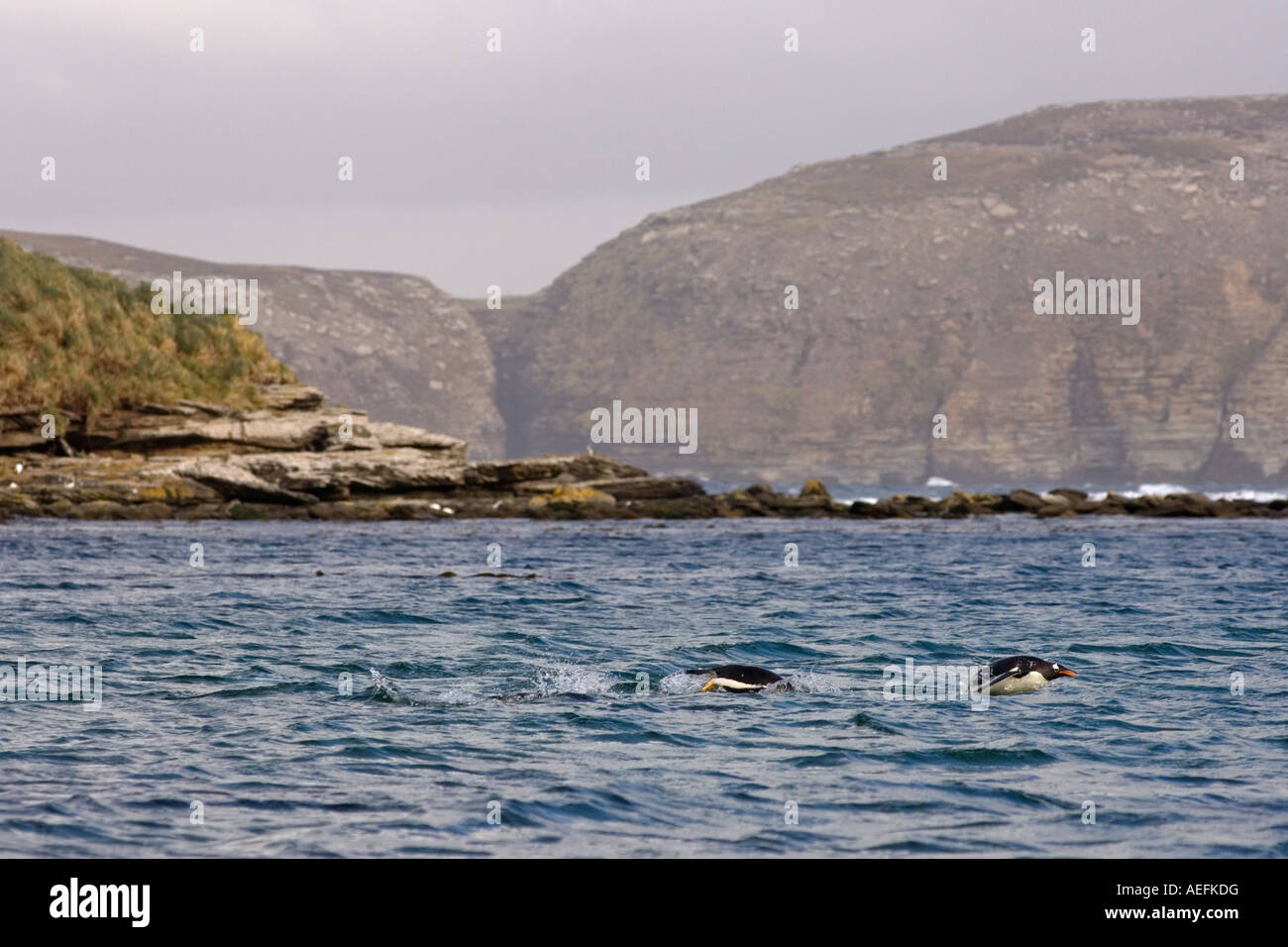 Porpoising gentoo penguins hi-res stock photography and images - Alamy