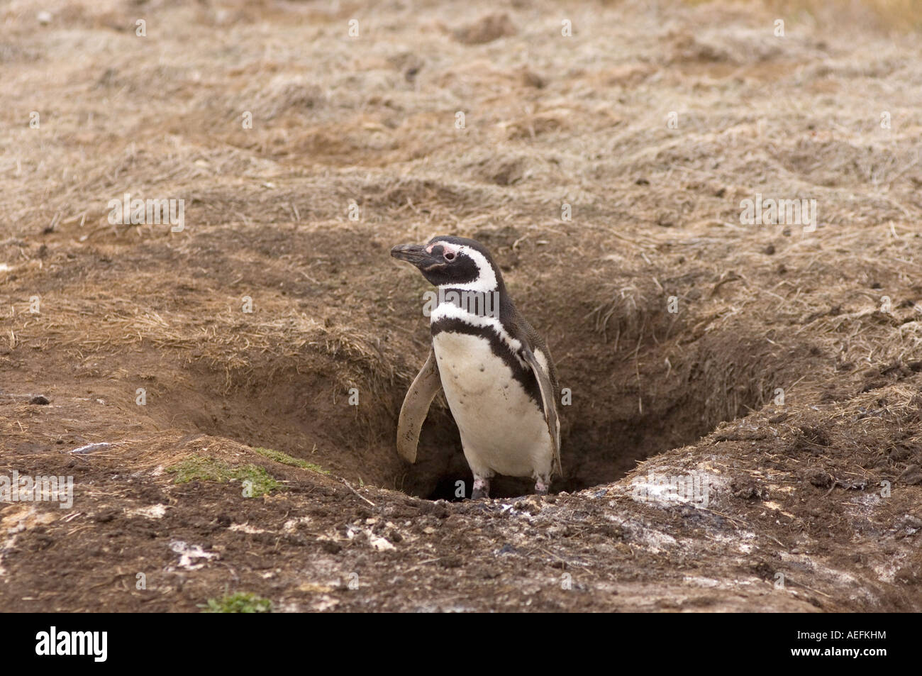 magellanic penguin Spheniscus magellanicus with chicks in its burrow ...