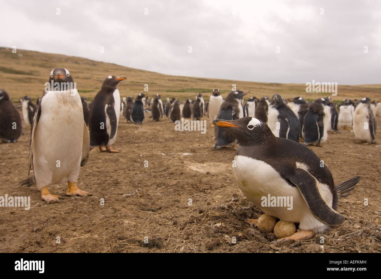 Gentoo penguins eggs falkland hi-res stock photography and images - Alamy