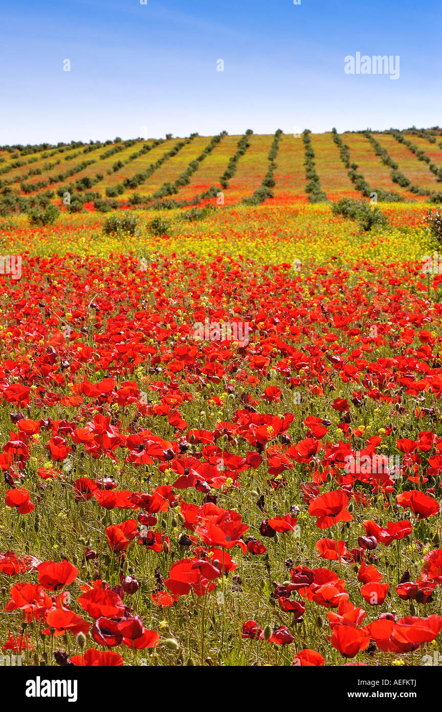 field of poppies in the province of Seville Andalusia Spain Stock Photo ...