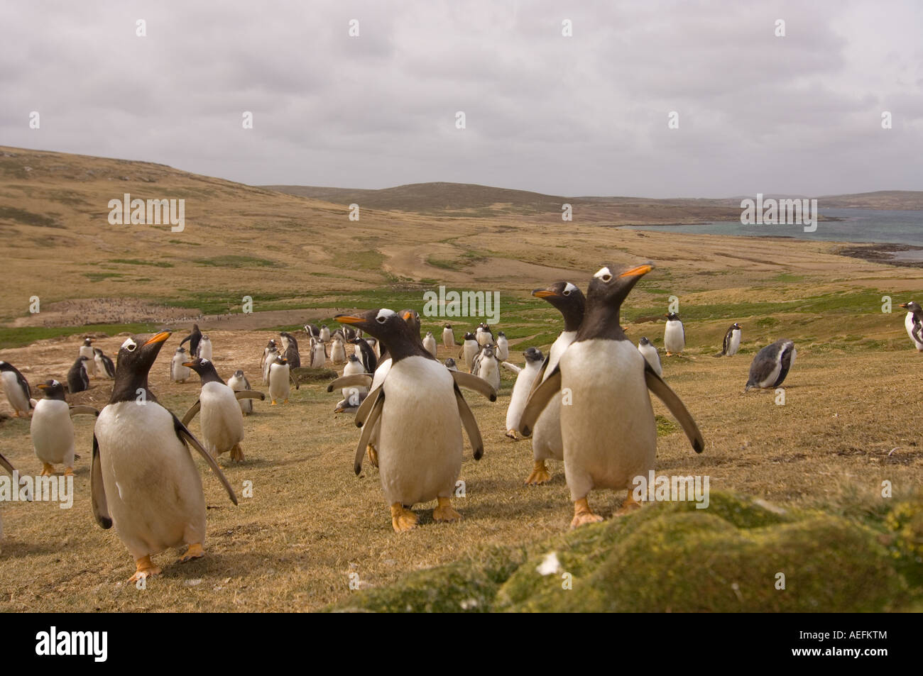 gentoo penguin Pygoscelis papua rookery on Beaver Island Falkland ...