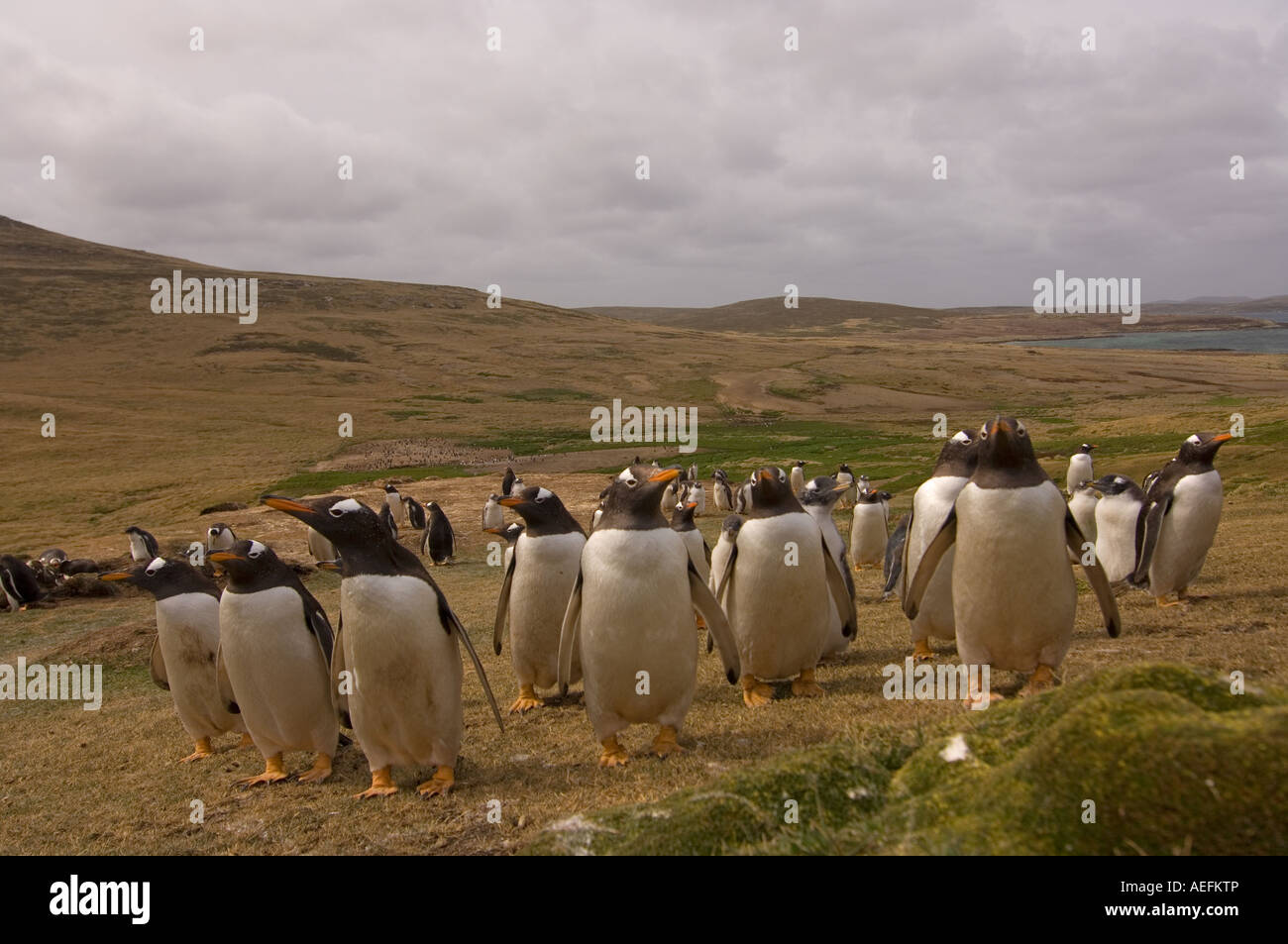 gentoo penguin Pygoscelis papua rookery on a hillside Beaver Island ...