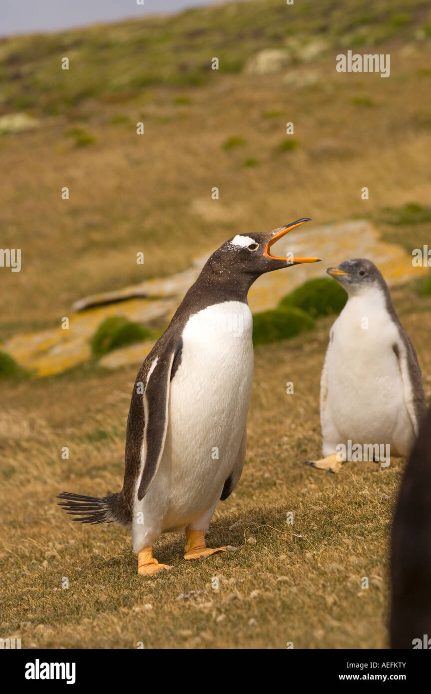gentoo penguin Pygoscelis papua calling Beaver Island Falkland Islands ...