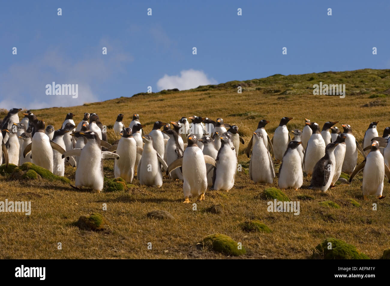 Baby penguin running hi-res stock photography and images - Alamy