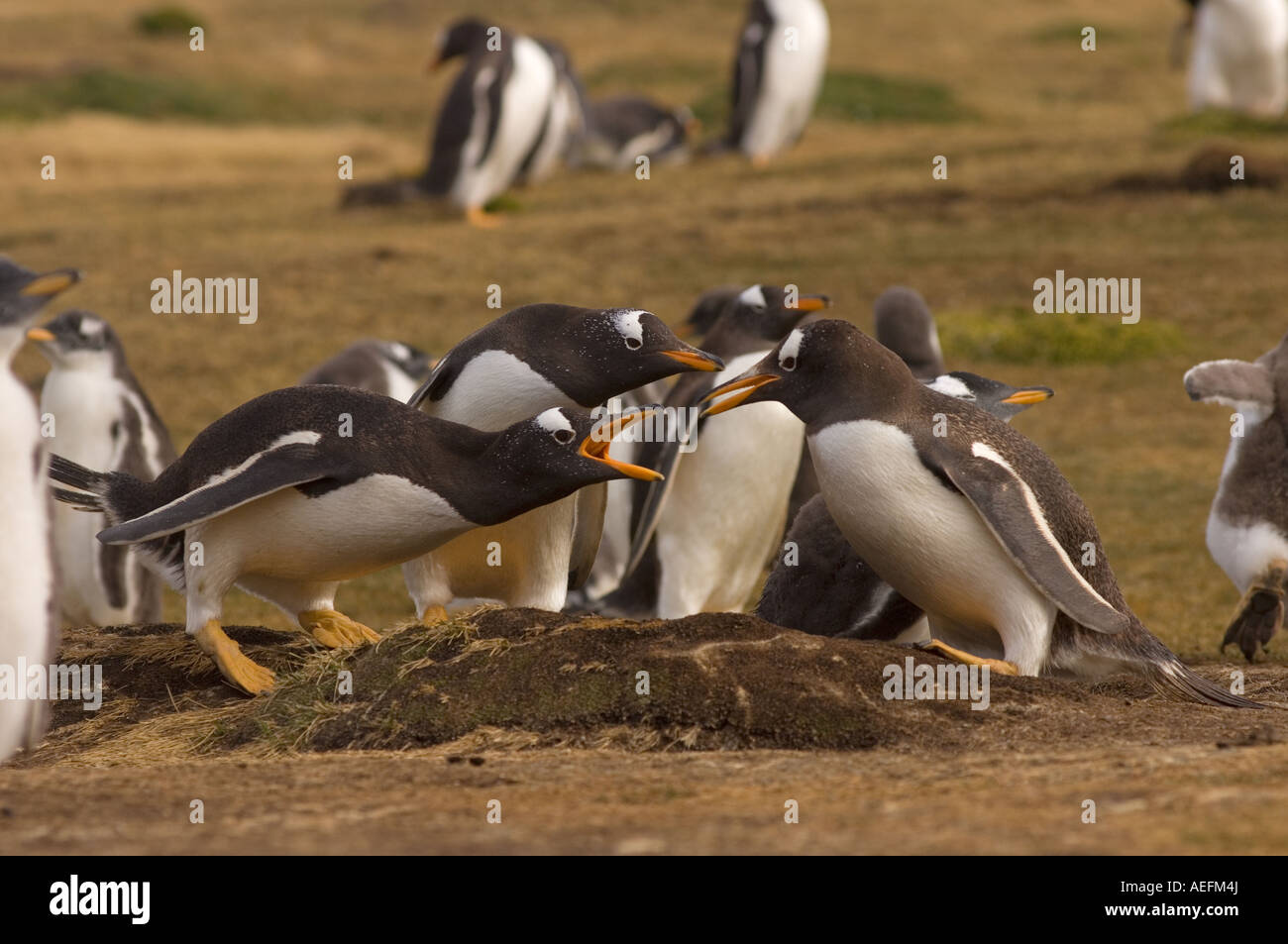 Baby beaver animal portrait hi-res stock photography and images - Alamy