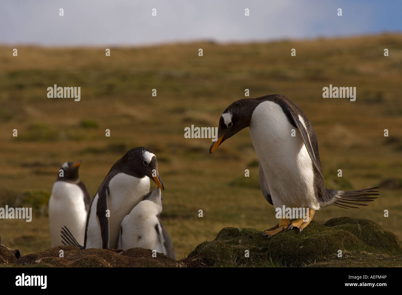 gentoo penguin Pygoscelis papua parent feeding its chick Beaver Island ...
