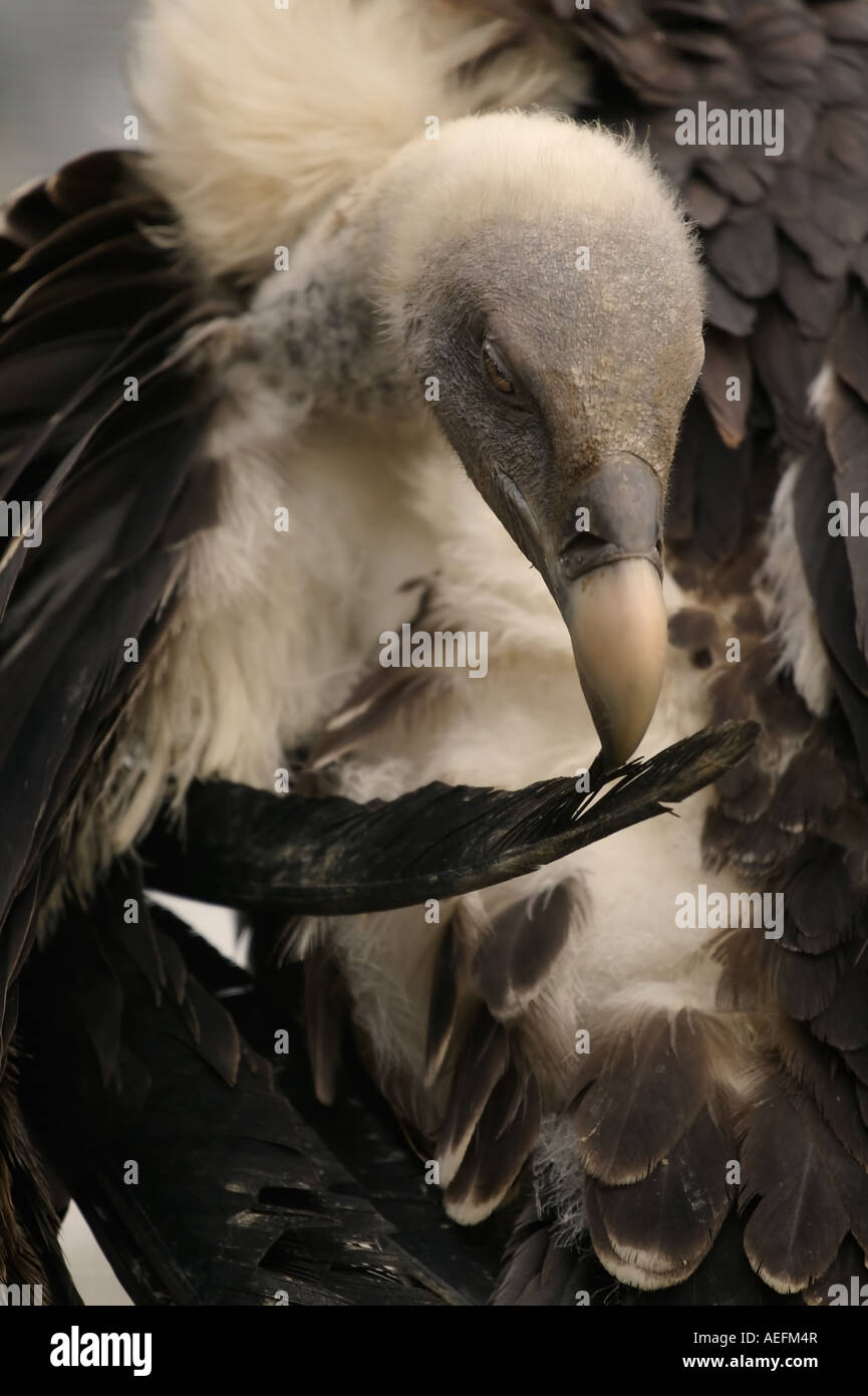 Raptor Recreation - A vulture carefully preening itself Stock Photo - Alamy