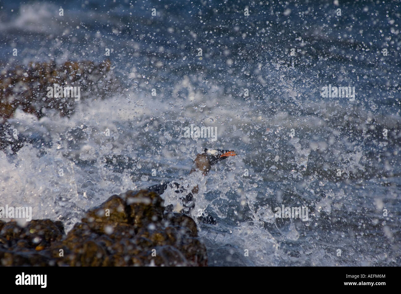gentoo penguin Pygoscelis papua jumping into a crashing wave along ...