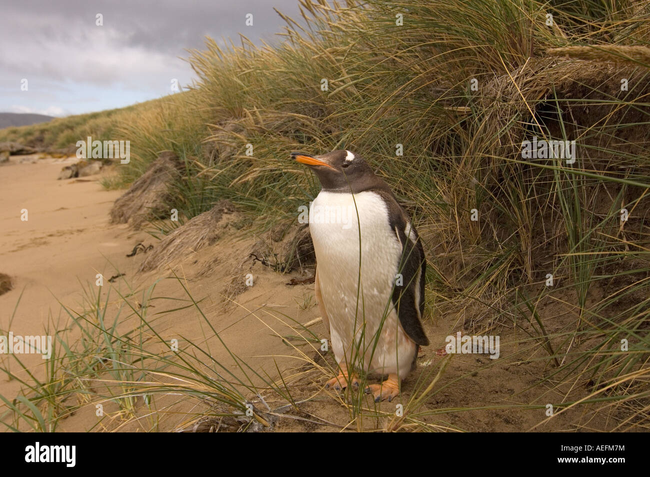 gentoo penguin Pygoscelis papua on Beaver Island Falkland Islands South ...