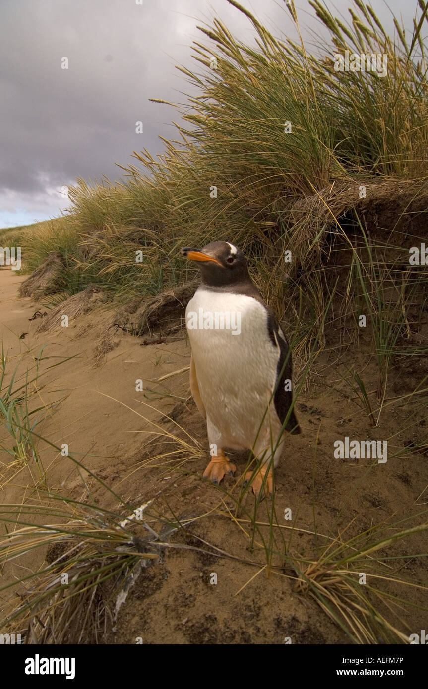 gentoo penguin Pygoscelis papua on Beaver Island Falkland Islands South ...