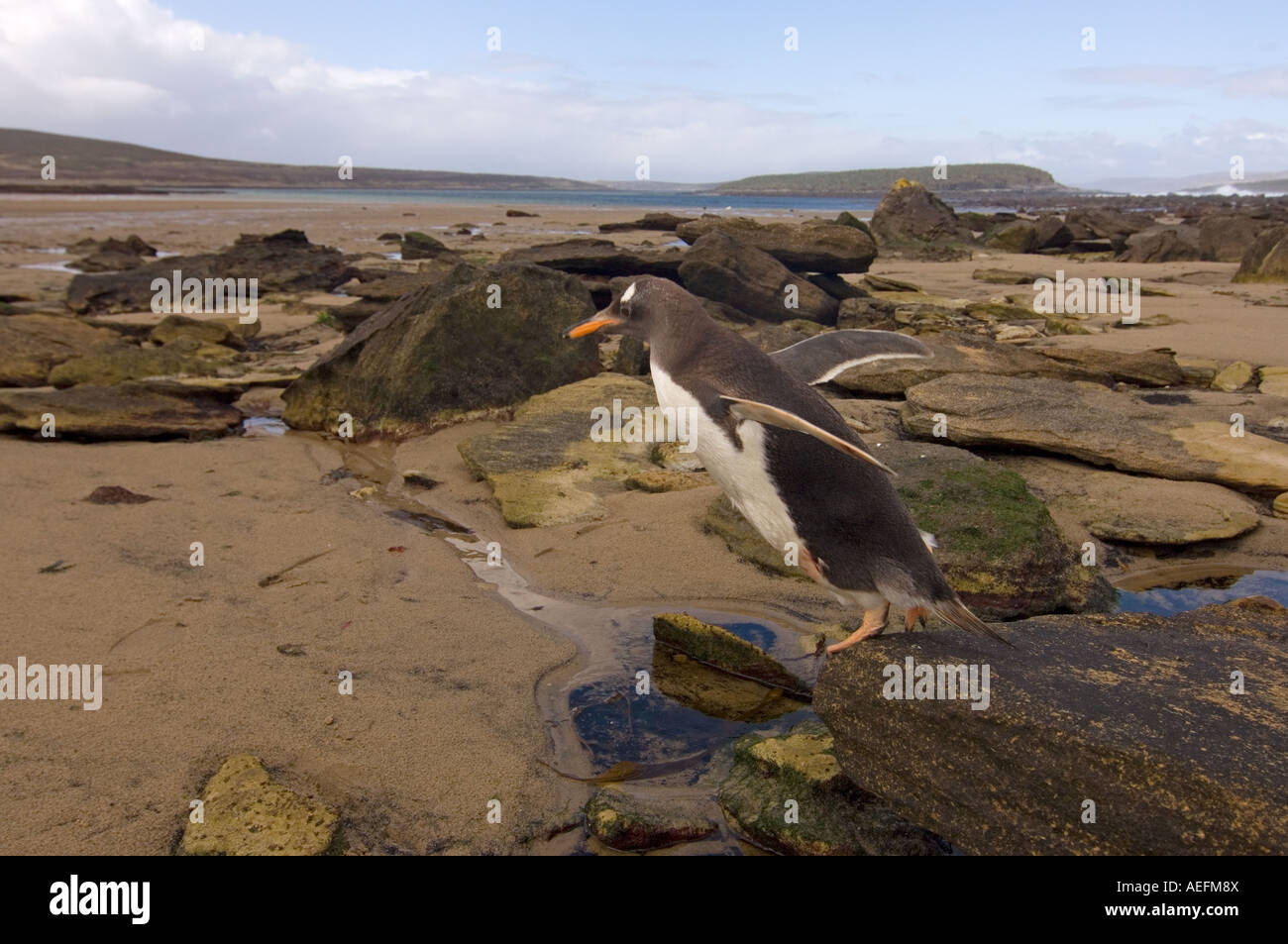 gentoo penguin Pygoscelis papua on Beaver Island Falkland Islands South ...