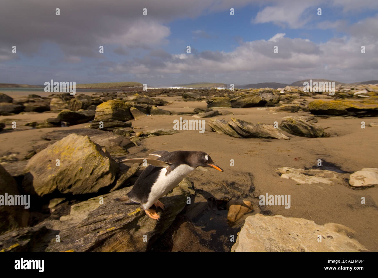 gentoo penguin Pygoscelis papua on Beaver Island Falkland Islands South ...