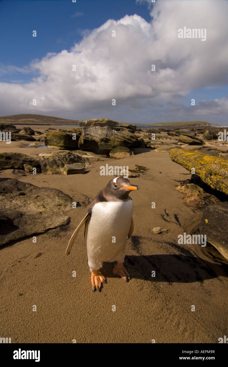 gentoo penguin Pygoscelis papua on Beaver Island Falkland Islands South ...