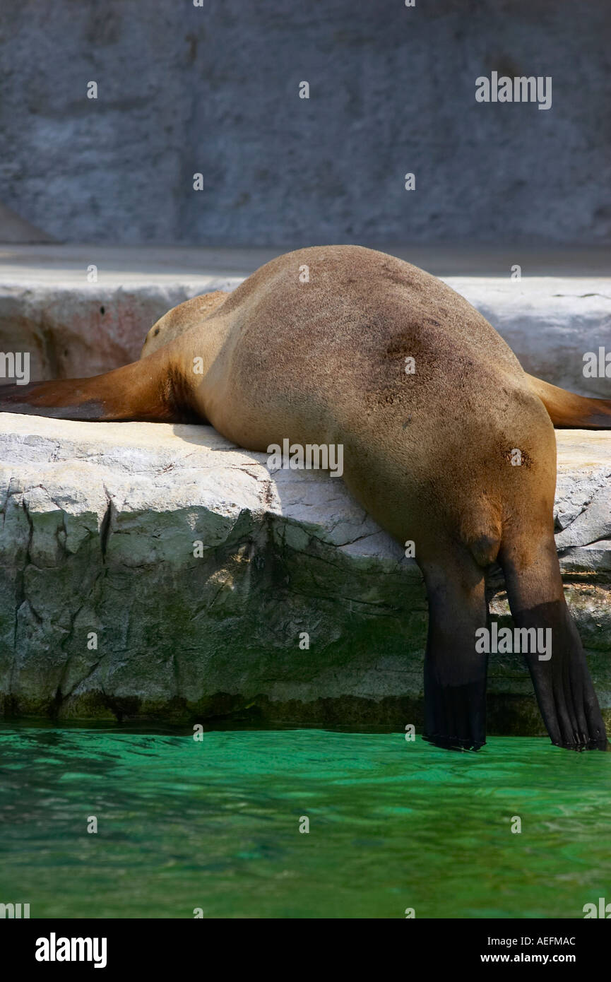 Lazy animals hi-res stock photography and images - Alamy