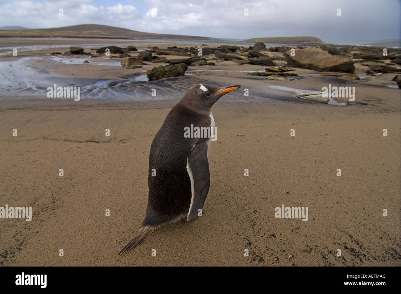 gentoo penguin Pygoscelis papua on Beaver Island Falkland Islands South ...