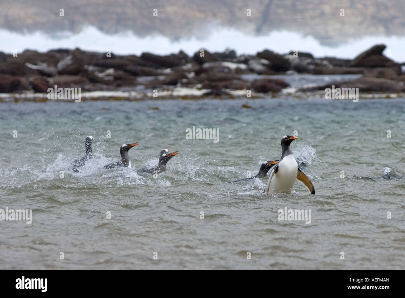 Penguins jumping out of water hi-res stock photography and images - Alamy