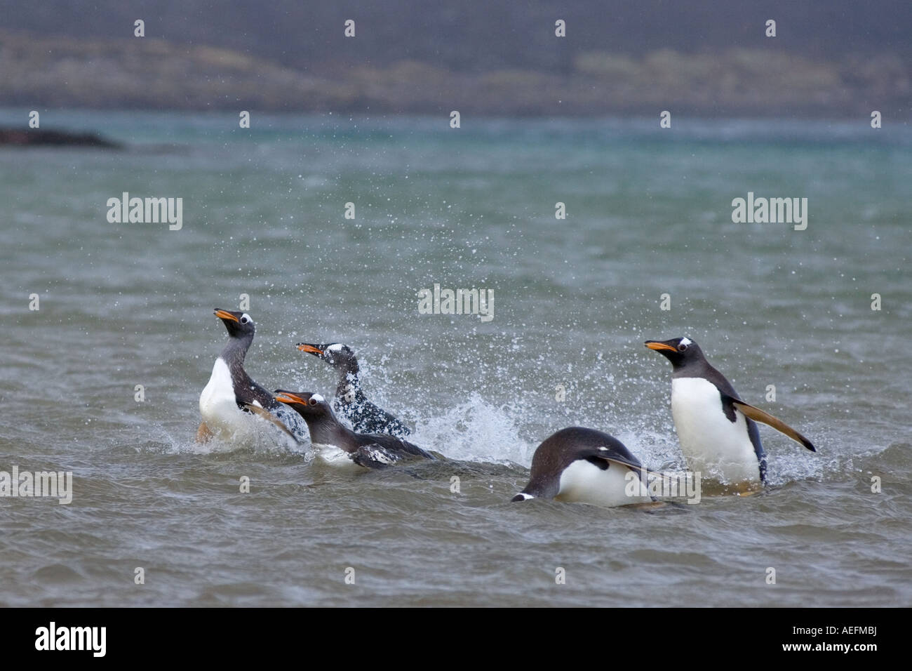 Penguins jumping out of water hi-res stock photography and images - Alamy