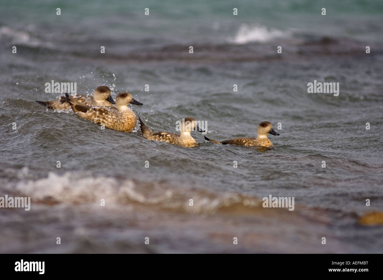 patagonia crested ducks Anas specularioides swimming off Beaver Island ...