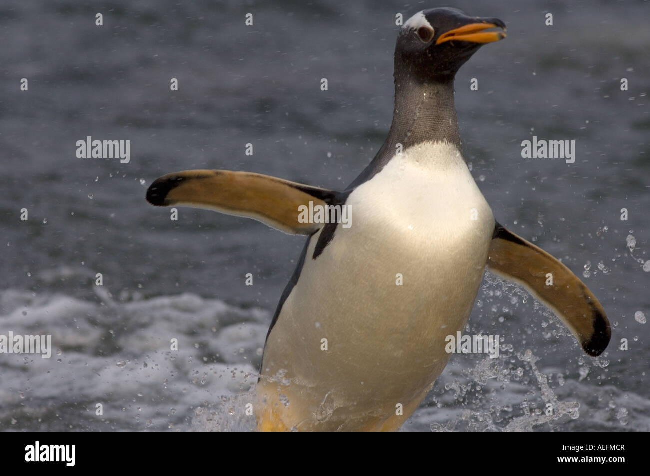 gentoo penguin Pygoscelis papua emerging from water Beaver Island ...
