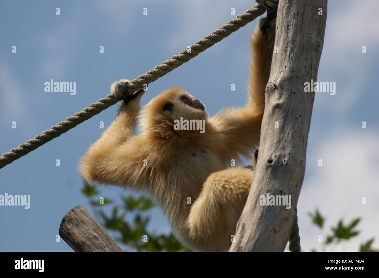 white-handed gibbon hanging in rope Stock Photo - Alamy