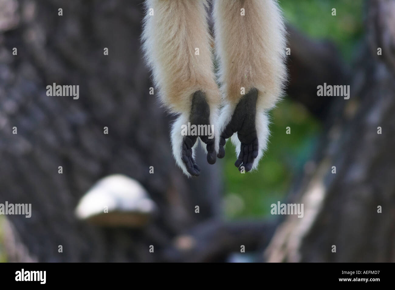 white-handed gibbon hanging from tree Stock Photo - Alamy