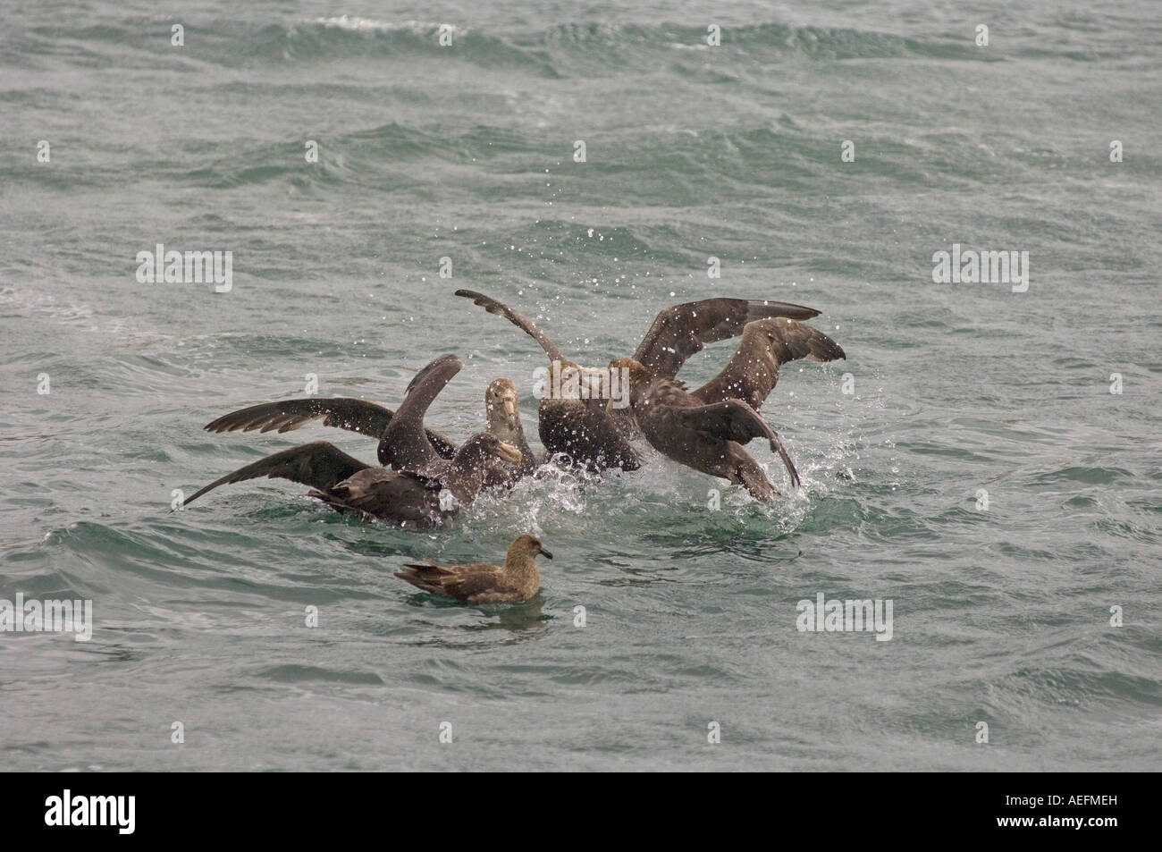 Giant beaver animal hi-res stock photography and images - Alamy
