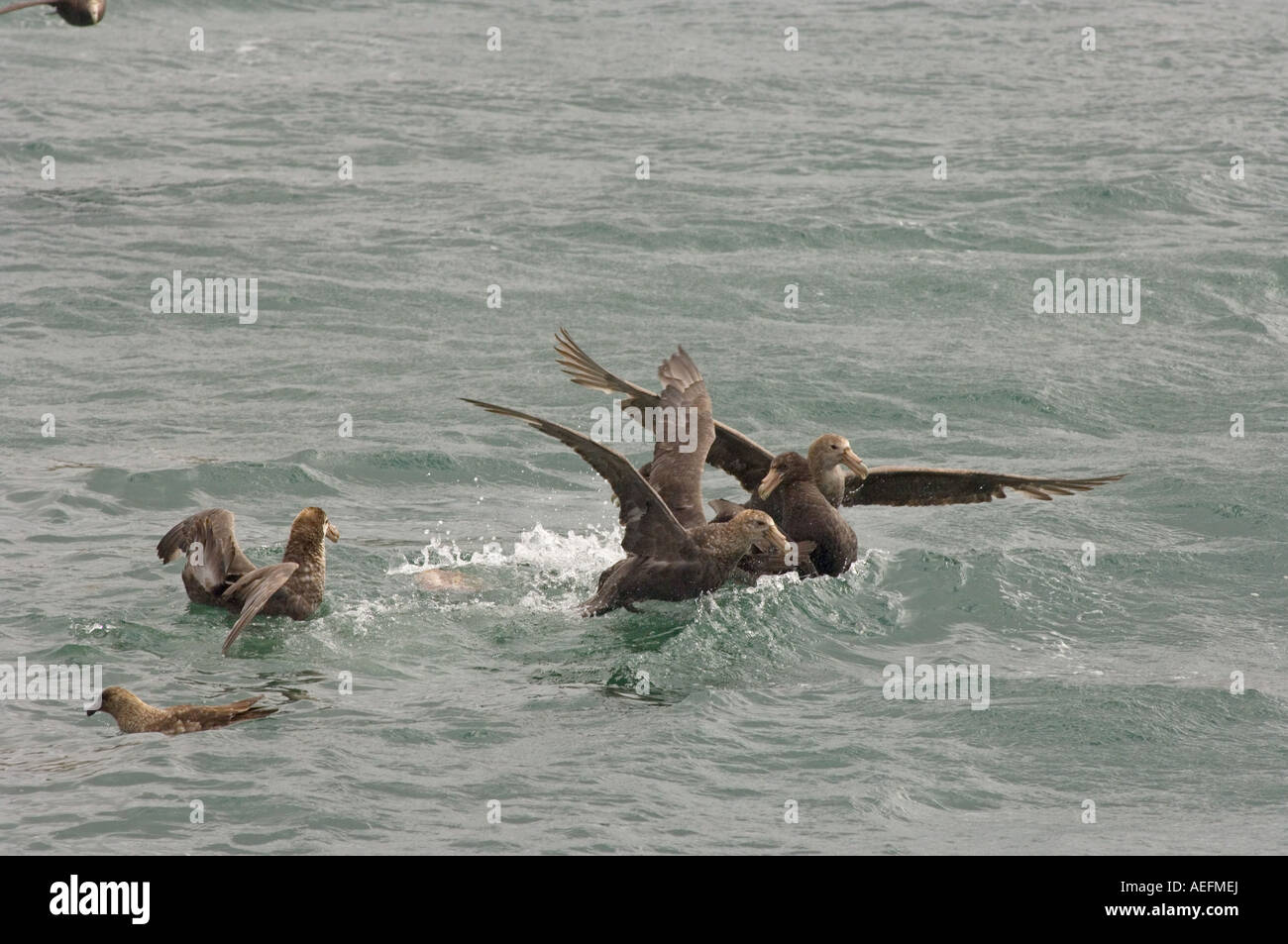 antarctic giant petrel Macronectes giganteus fighting over fish off ...