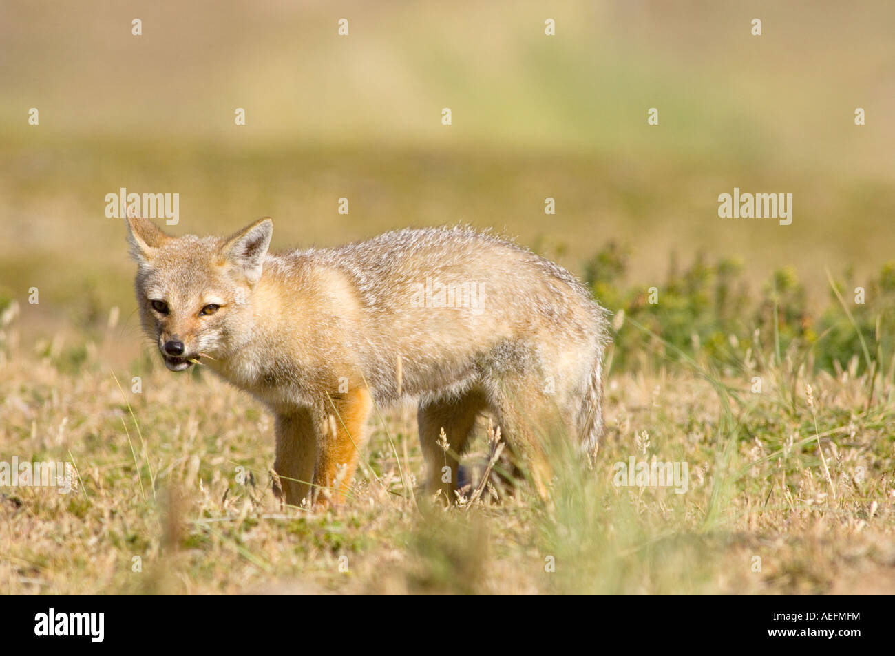 Falkland islands fox hi-res stock photography and images - Alamy
