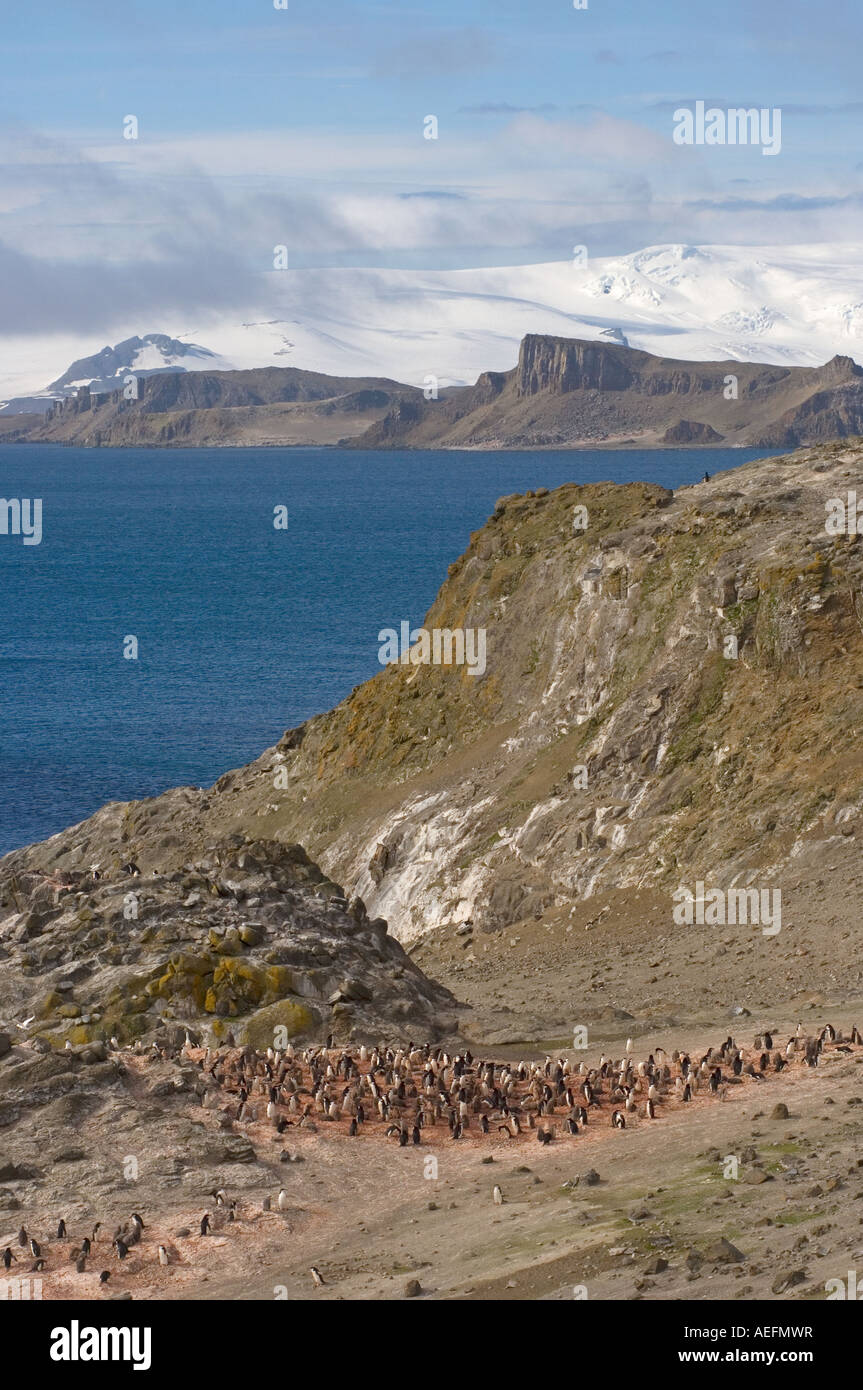 chinstrap penguin Pygoscelis antarctica rookery on the South Shetland Islands Antarctica ...