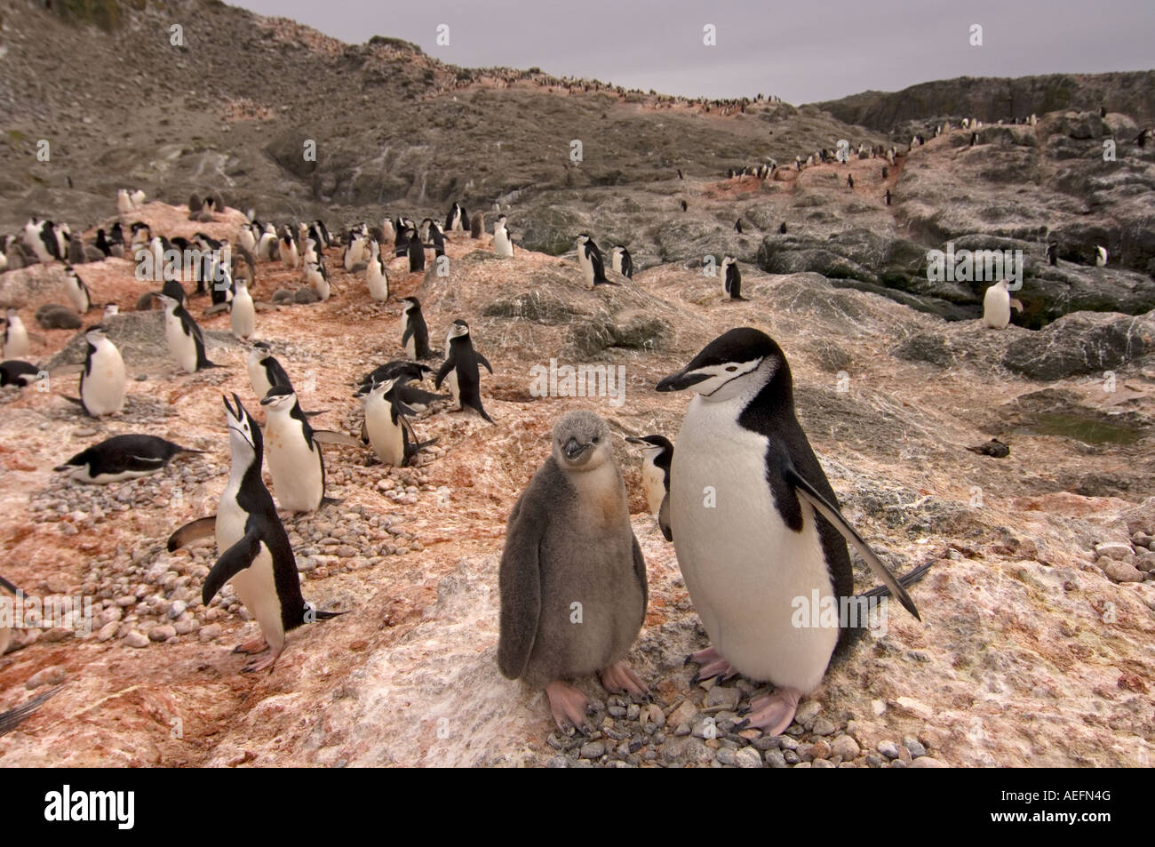 chinstrap penguin Pygoscelis antarctica rookery on the South Shetland Islands Antarctica ...