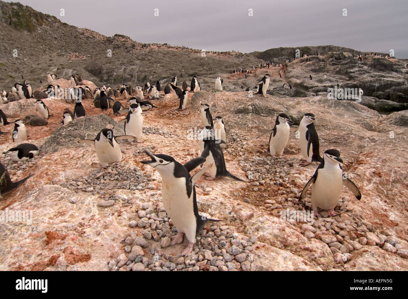 chinstrap penguin Pygoscelis antarctica rookery on the South Shetland Islands Antarctica ...