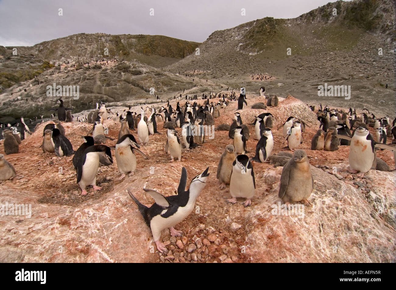 chinstrap penguin Pygoscelis antarctica rookery on the South Shetland Islands Antarctica ...