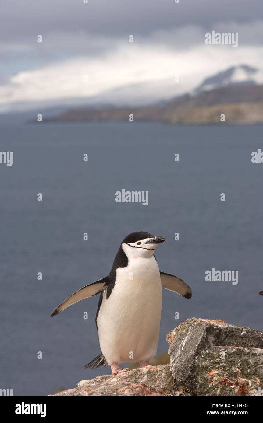 Shetland birds eye hi-res stock photography and images - Alamy