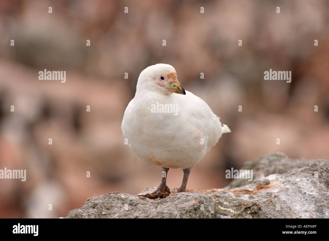 snowy sheathbill Chionis alba along the western Antarctic Peninsula ...