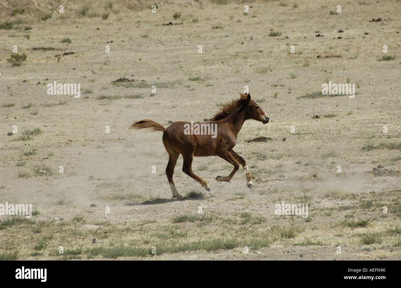 wild foal running Stock Photo - Alamy