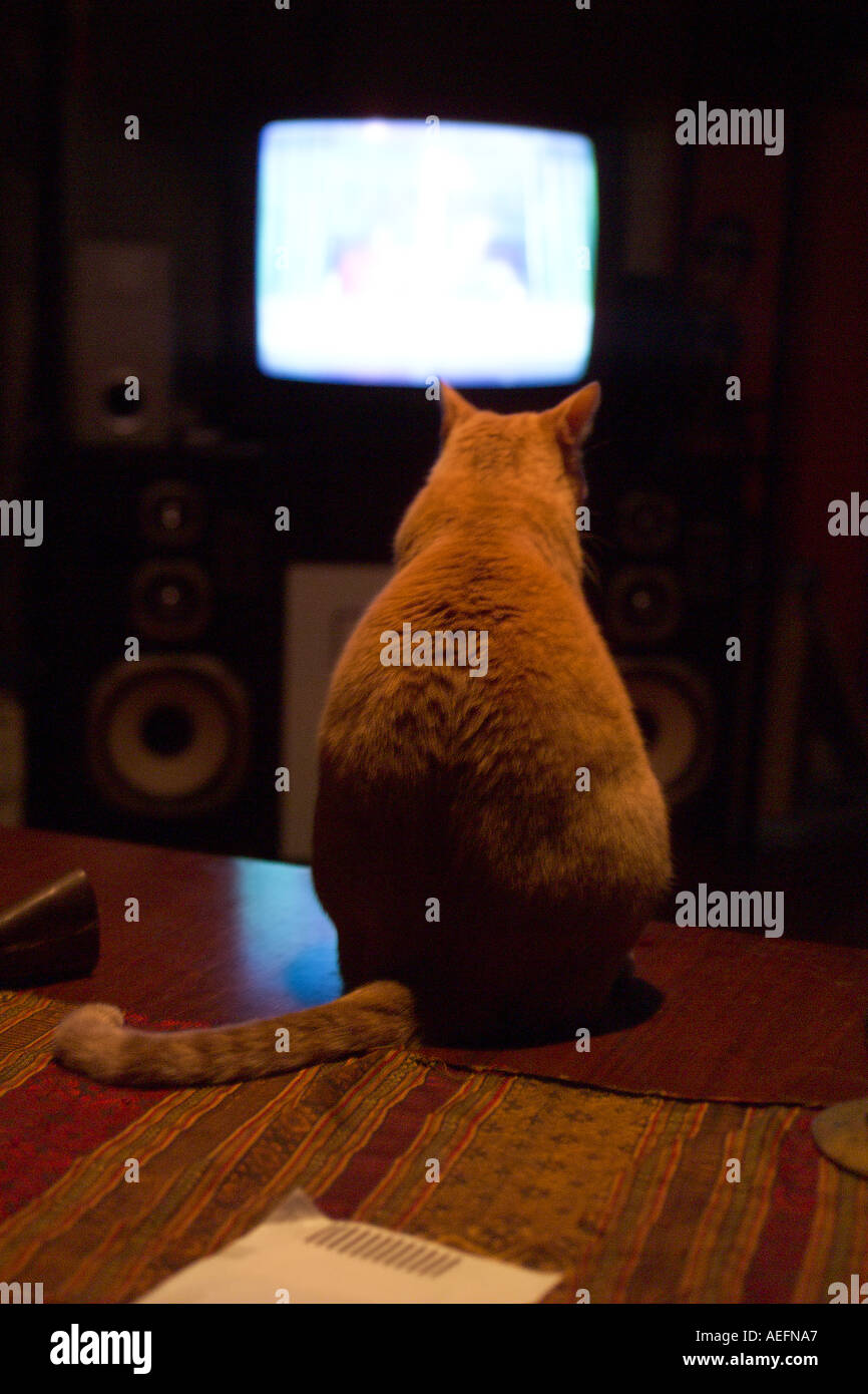 Cat Watching Television High Resolution Stock Photography and Images ...
