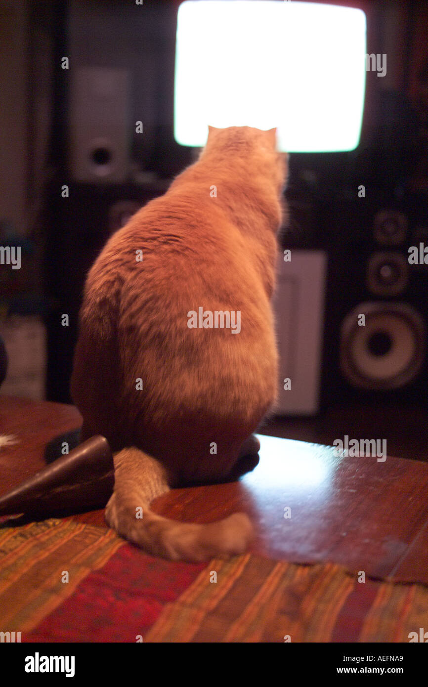 Cat watching TV Stock Photo - Alamy