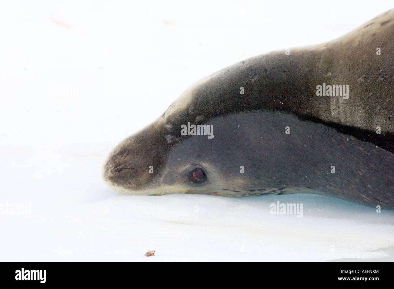 Leopard seal close up with open mouth hi-res stock photography and ...