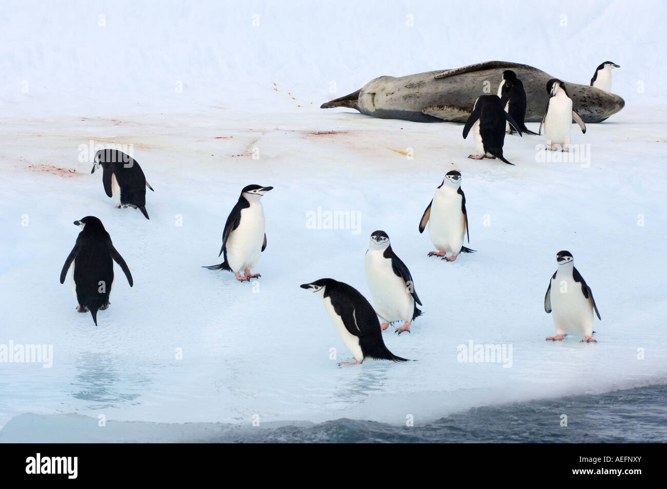 chinstrap penguins Pygoscelis antarctica and leopard seal on an iceberg ...