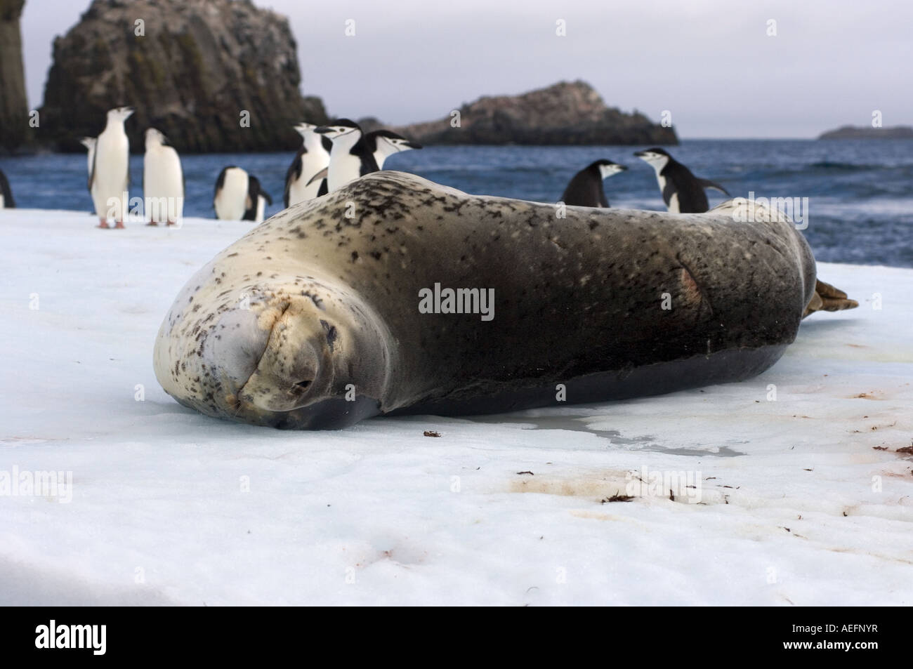 chinstrap penguins Pygoscelis antarctica and leopard seal on an iceberg ...