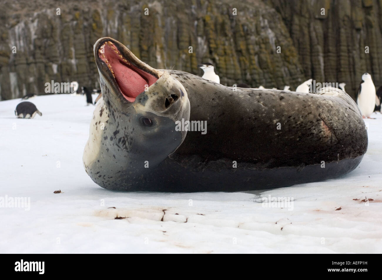 chinstrap penguins Pygoscelis antarctica and leopard seal on an iceberg ...