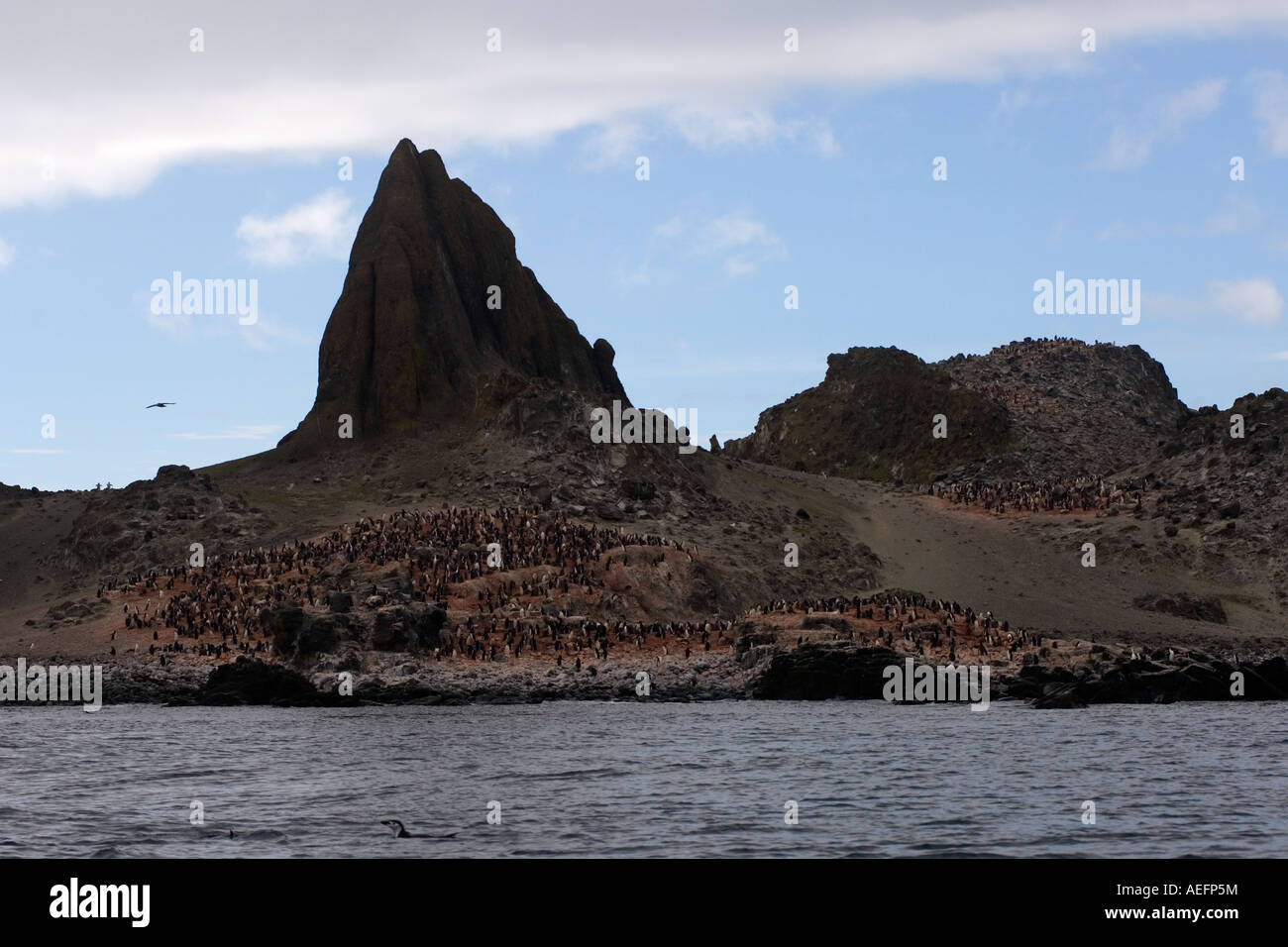 chinstrap penguin Pygoscelis antarctica rookery on the South Shetland Islands Antarctica ...