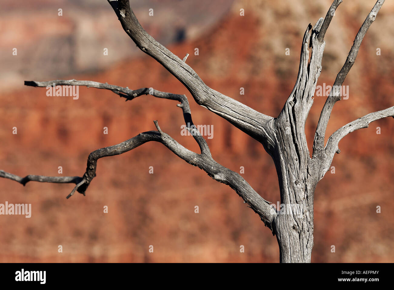 Dead Tree Limb Details Stock Photo - Alamy