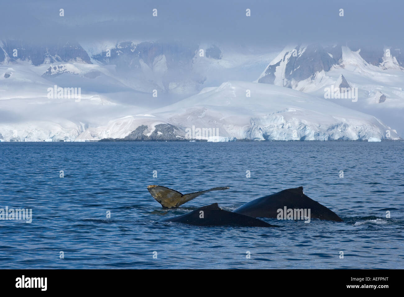 humpback whales Megaptera novaeangliae feeding in the waters off the ...